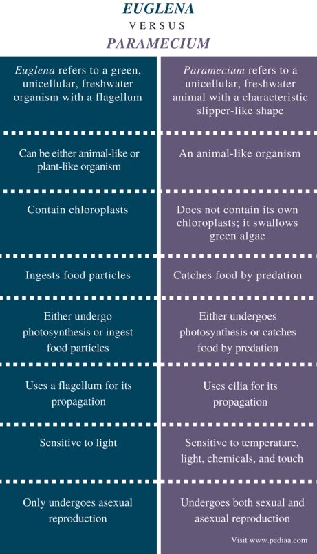 Difference Between Euglena And Paramecium Definition Structure