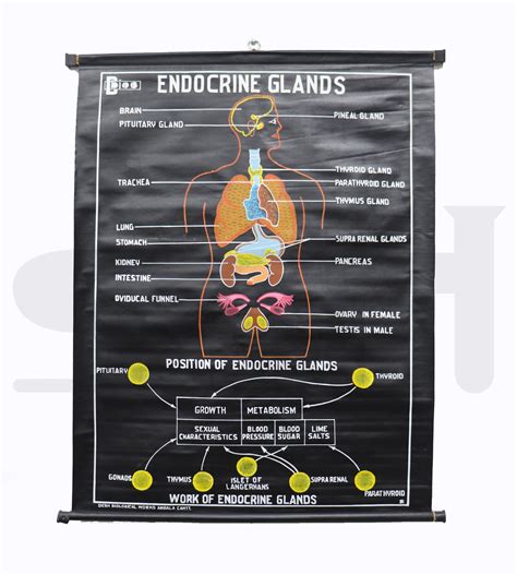 Endocrine Glands Chart Scientific Supply House