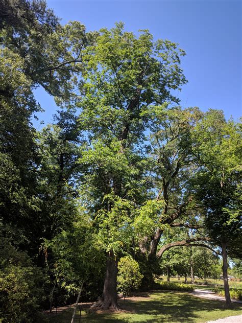 Sassafras Tree Guide Benefits Growth And Care Tips