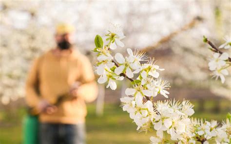 A Comprehensive Guide To Managing Tree Insect Infestations