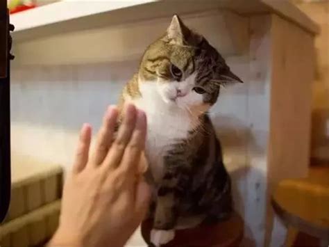 收容所里的猫咪会和人类击掌，铲屎官们可以学学