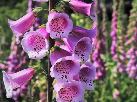 Yüksük Otu Nasıl Çoğaltılır Çiçekliq