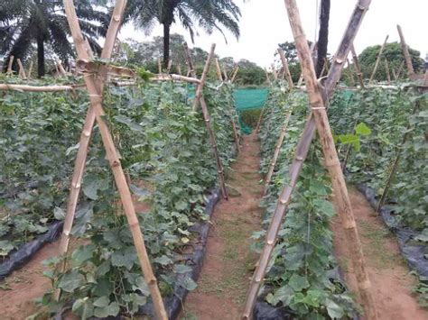 Modern Cucumber Farming My 1 Million Naira Experience With Pictures