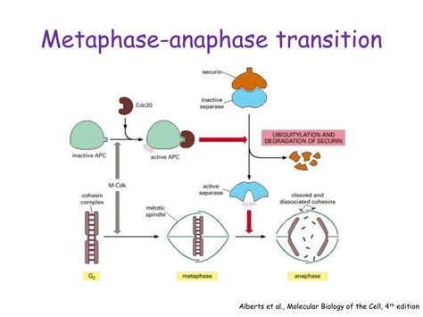 Ppt Regulation Of Cytokinesis Powerpoint Presentation Free Download