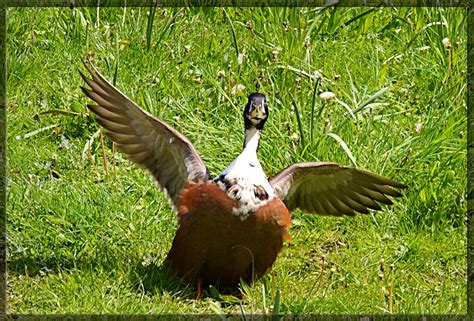 Duck Wings By Frankandcarystock On Deviantart