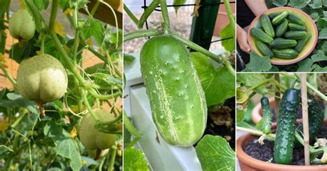 20 Best Mini Cucumber Varieties Small Cucumbers