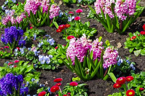 How To Grow And Care For Hyacinth