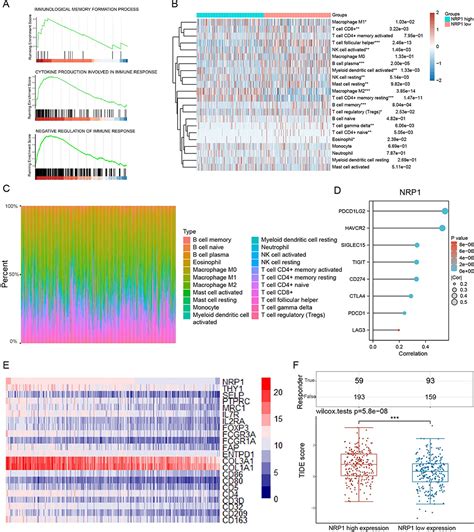 Overexpression Of Nrp1 Is Associated With Poor Prognosis Ijgm