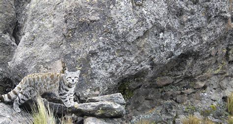 Especial Los Pequeños Y Olvidados Gatos Silvestres De Latinoamérica