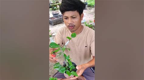 একটি গাছে বিভিন্ন রং এর জবা দেখুন Youtube