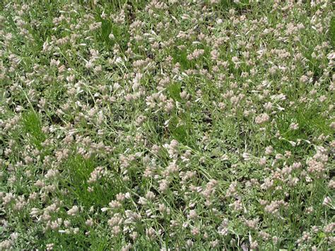 Antennaria Dioica
