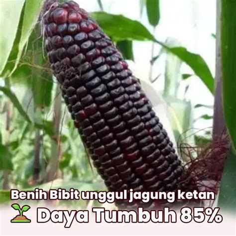 Benih Jagung Ft Daftarbelanja