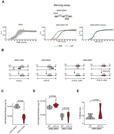 Sir2 Does Not Controls Rdna Stability A Upper Panel Schematic Of