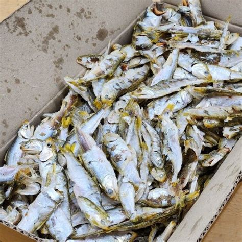 오늘의바다 남해안 햇 고노리 멸치 1 5kg 육수용 국물용 다시멸치 당해 생산 1개 수산물 건어물 핸드폰닷컴