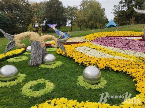 Квіткові зірки у Києві стартував фестиваль хризантем Вечірній Київ