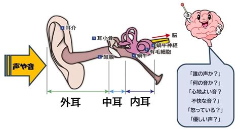 広報誌web版『耳の聞こえと加齢について』 南大牟田病院