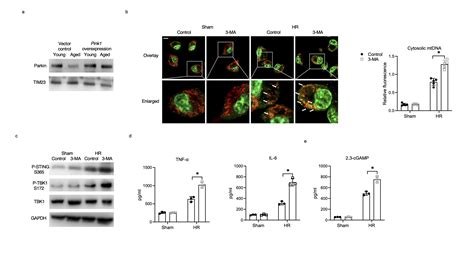 Defective Mitophagy In Aged Macrophages Promotes Mitochondrial DNA