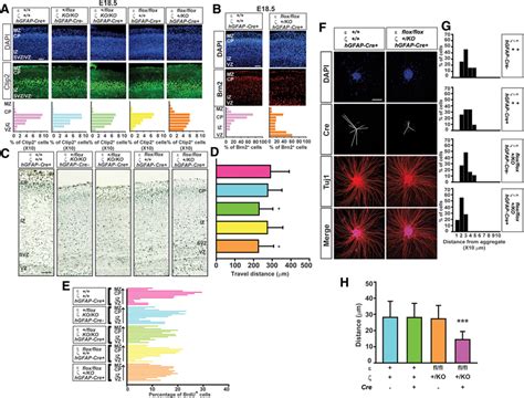 14 3 3 Deficiency Caused Neuronal Migration Defects A Download