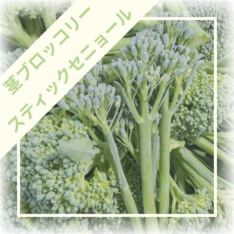 滋賀県産 茎ブロッコリー スティックセニョール 約300g ぼてじゃこ Booth