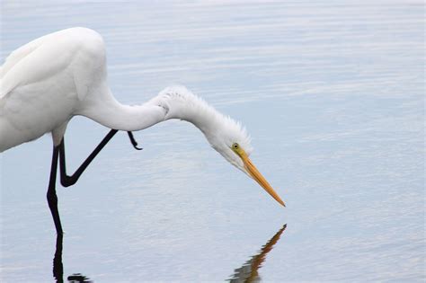 새 백로 강 Pixabay의 무료 사진 Pixabay