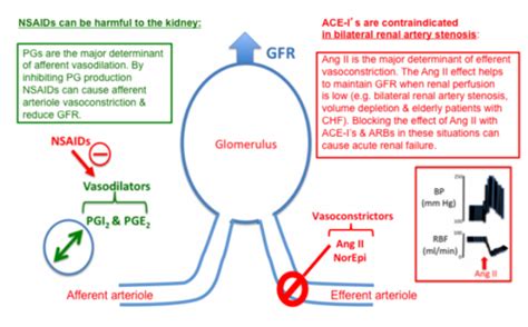 Ace Inhibitors Arbs And Drugs That Effect Raas Flashcards Quizlet