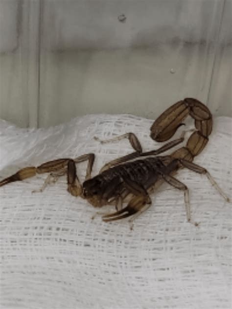Help Identifying This Scorpion R Scorpions