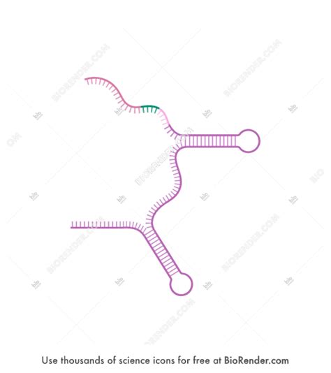 Free Pegrna Icons Symbols And Images Biorender