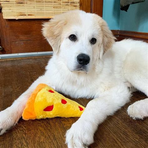 Чоловік знайшов у лісі шість маленьких лисих цуценят а вони здивували всіх своїм неймовірним