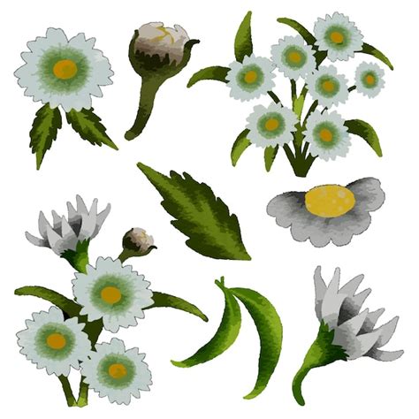 Premium Vector Vector Botanical Set Of Wild Flowers Set Of Separate