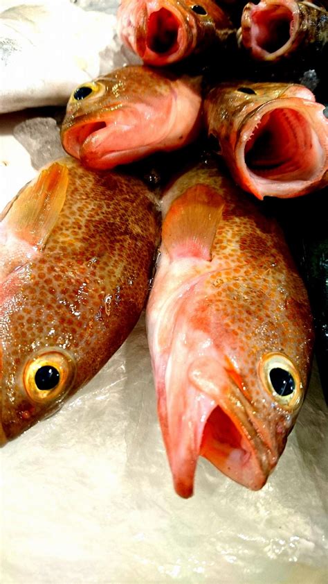 基隆崁仔頂【余家】現撈船釣漁獲 171010 漁獲 船釣現撈野生鱖魚 船釣現撈野生馬加剪 船釣現撈野生馬頭