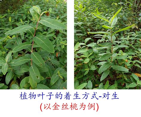 科学网—植物叶子的着生方式叶序 王从彦的博文