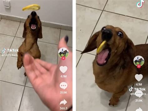 Il Tuo Cane Potrebbe Morire La Nuova Pericolosa Sfida Social Il