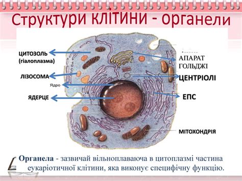 ПРЕЗЕНТАЦІЯ ЦИТОПЛАЗМА Біологія 10 клас