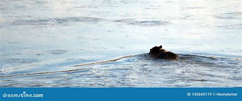Grizzly Bear With Elk Fawn Carcass In His Mouth Swimming Across Yellowstone River In Yellowstone