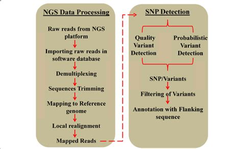 Workflow Of Various Steps Involved In Snps Identification Download Scientific Diagram