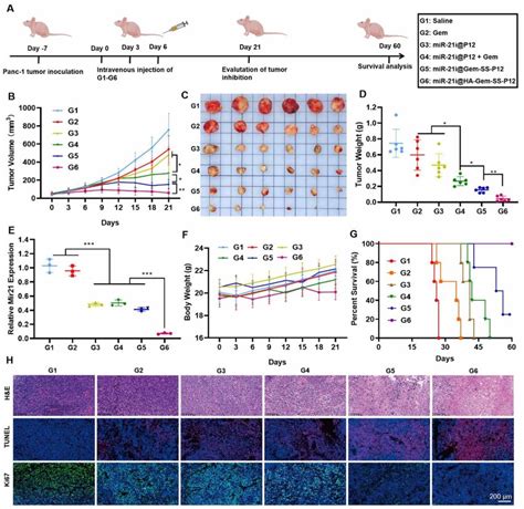 In Vivo Anti Tumor Efficacy In A Subcutaneous Pdac Mice Model A