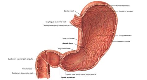 Enfermedad de Úlcera Péptica Concise Medical Knowledge