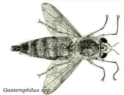 Gasterophilus Spp