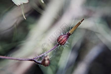 Stem