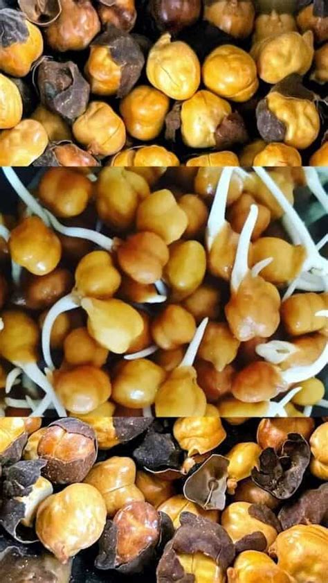 भुने या भीगे चने सेहत के लिए कौन है ज्यादा फायदेमंद