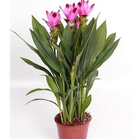 Petricor Garden Como Cuidar Da Sua Planta