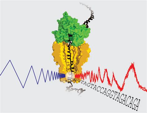 A New Approach To High Accuracy Nanopore Sequencing Research Communities By Springer Nature