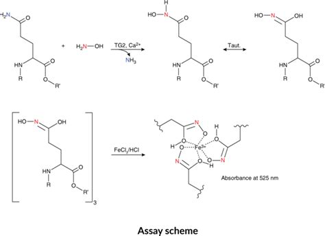 Transglutaminase Activity Assay Kit Cayman Chemical