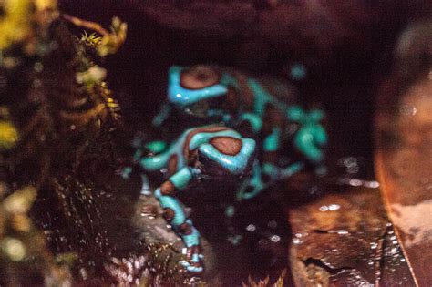 Hijau Dan Hitam Racun Katak Dart Dendrobates Auratus Foto Stok Unduh