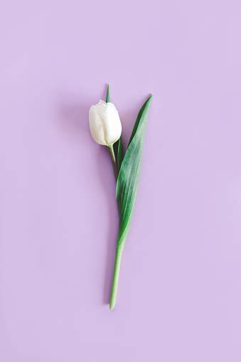파스텔 바이올렛 배경에 부드러운 흰색 튤립 여성의 날 인사말 카드 0명에 대한 스톡 사진 및 기타 이미지 0명 3월 8