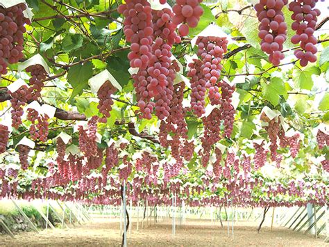 Discover the Premium Wines of Japan| Japan-UK Event Calendar: Embassy ...