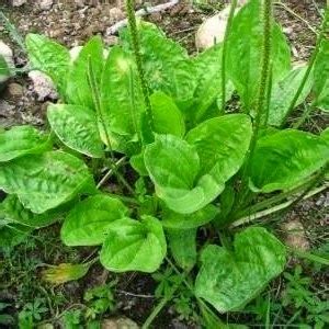 Manfaat Dan Khasiat Daun Sendok Bagi Kesehatan Manfaat Daun Obat