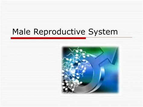 Ppt Male Reproductive System Powerpoint Presentation Free Download