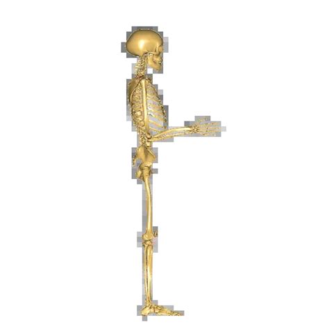 Standing Model Scaling Display — Ammr V314 Documentation