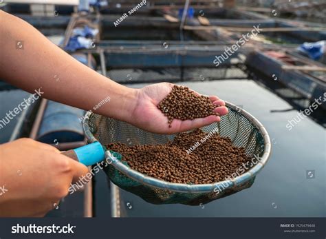 Fish Feed Images Stock Photos Vectors Shutterstock